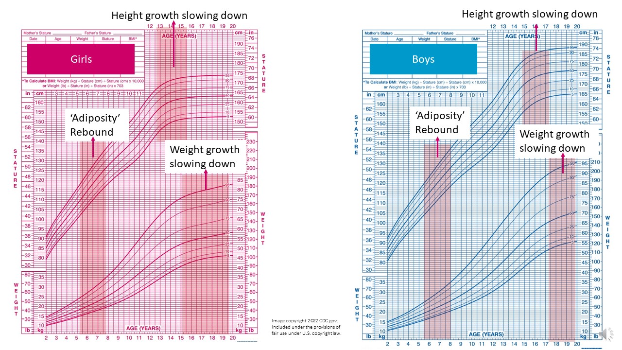More Critical Periods: Adiposity Rebound And Puberty – Nutrition Through the Life Cycle