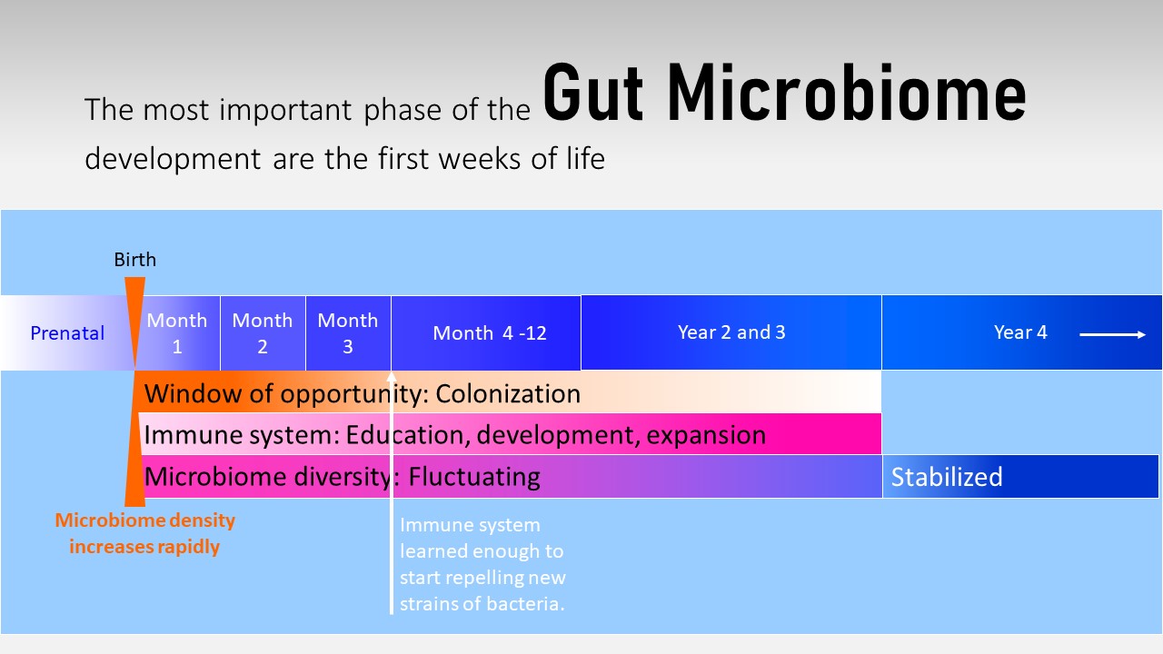 The Road to a Healthy Gut Microbiome – Nutrition Through the Life Cycle