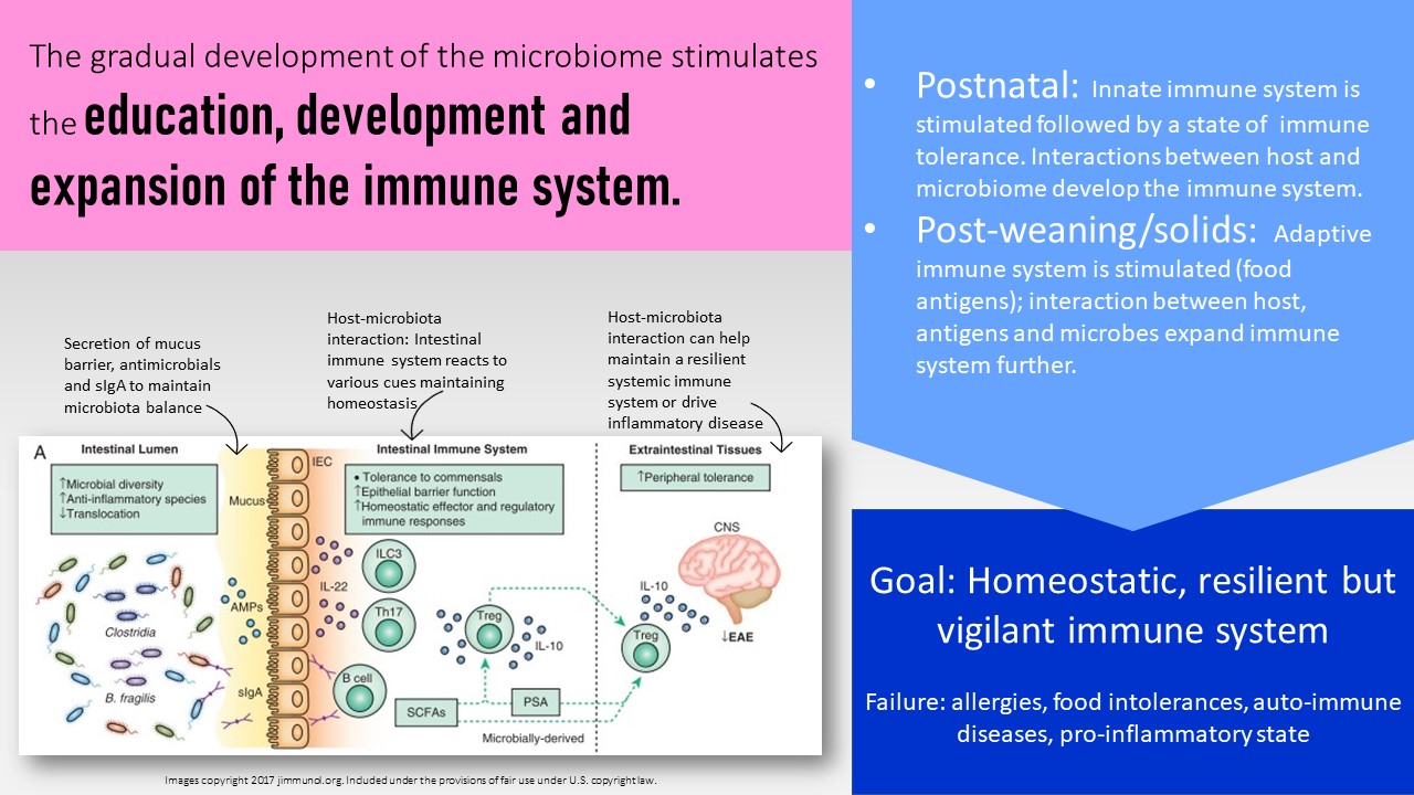 The Road to a Healthy Gut Microbiome – Nutrition Through the Life Cycle