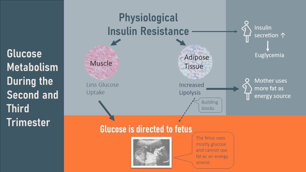 The Woman Changes: Anatomical, Physiological and Metabolic Adaptations During Pregnancy ...